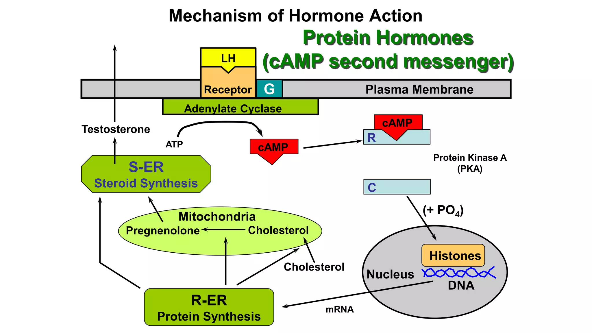 Mechanism of Hormone Action | PPTX