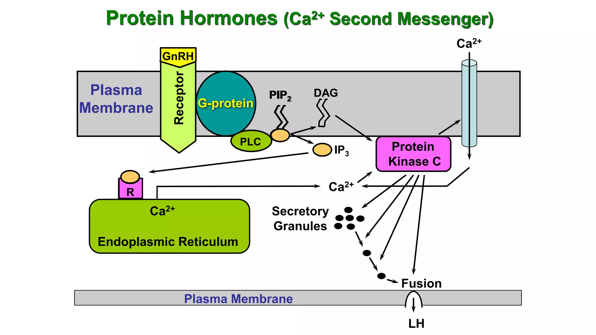 Mechanism of Hormone Action | PPTX