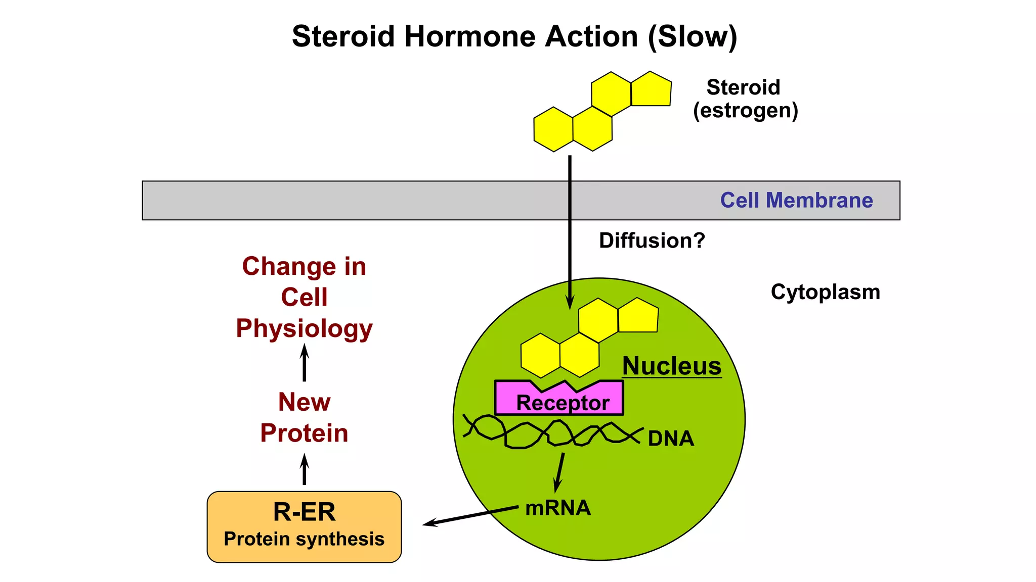 Mechanism of Hormone Action | PPTX