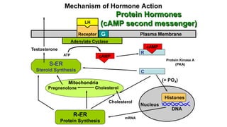 Mechanism of Hormone Action | PPTX
