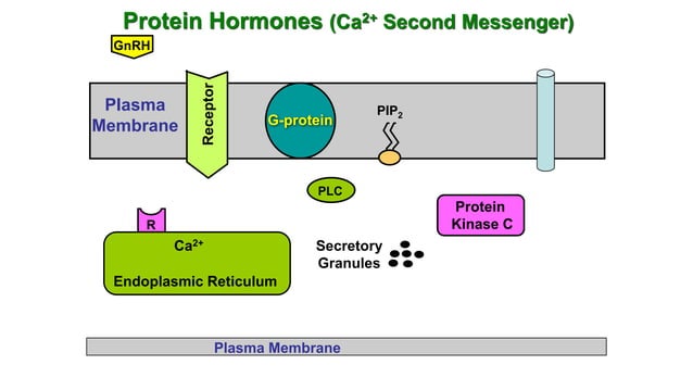 Mechanism of Hormone Action | PPTX
