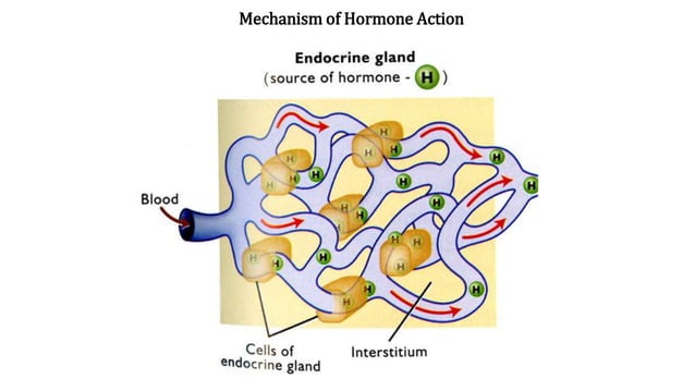 Mechanism of Hormone Action | PPTX