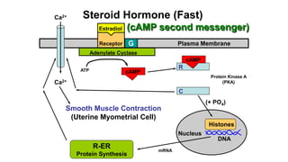 Mechanism of Hormone Action | PPTX