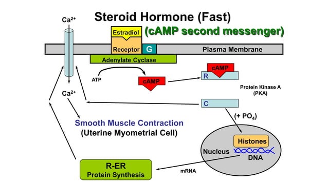 Mechanism of Hormone Action | PPTX
