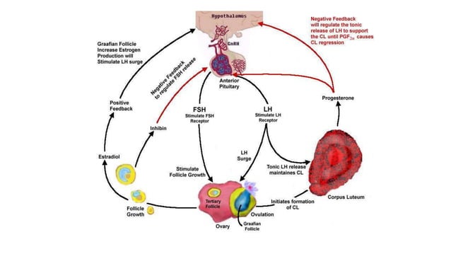 Mechanism of Hormone Action | PPTX