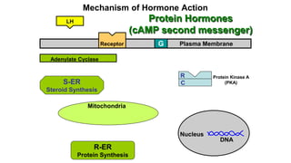Mechanism of Hormone Action | PPTX