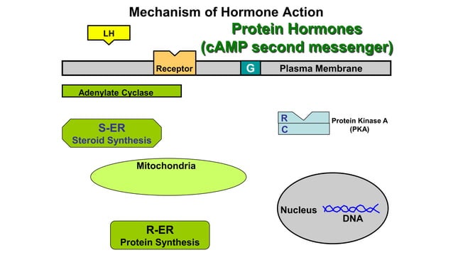 Mechanism of Hormone Action | PPTX