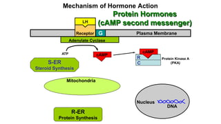Mechanism of Hormone Action | PPTX
