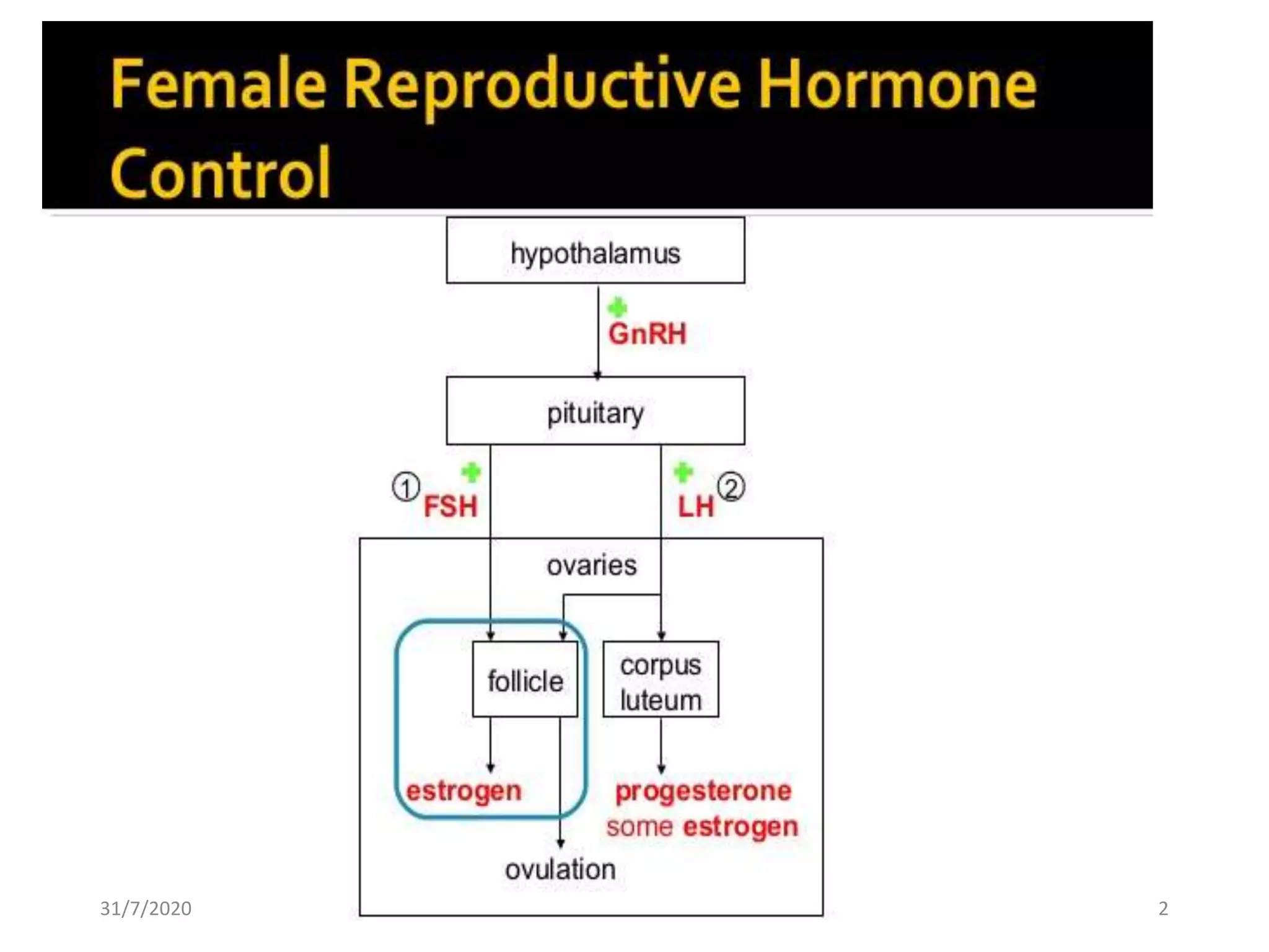 Endocrinology on female reproductive health | PPTX