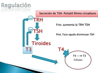 Endocrino tiroides | PPSX