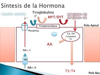 Endocrino tiroides | PPSX