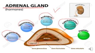 Endocrin system | PPTX
