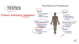 Endocrin system | PPTX