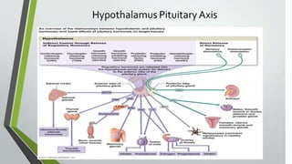 Endocrin system | PPTX