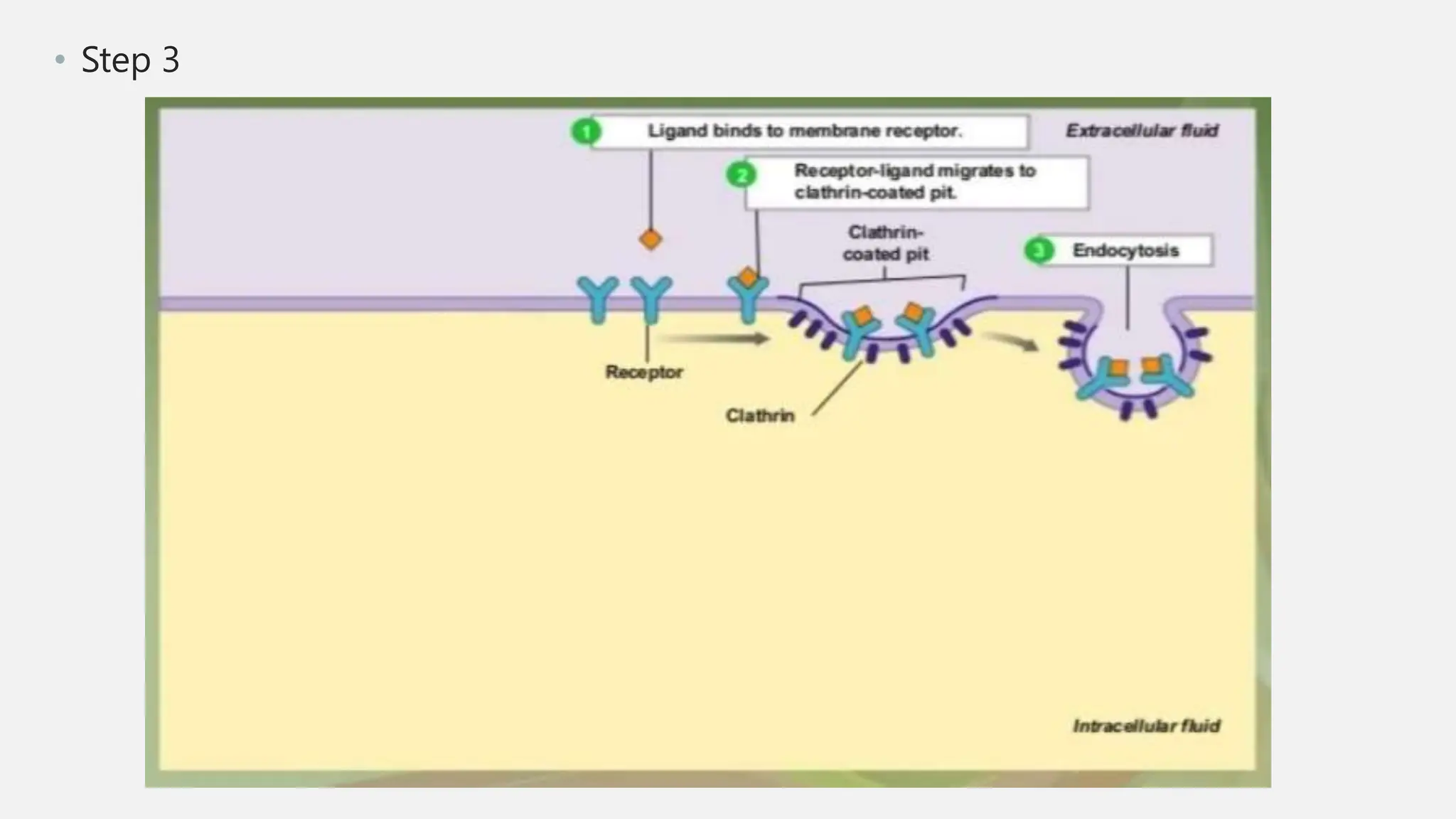 Endocytosis Explained: How Cells Take In and Process External Materials ...
