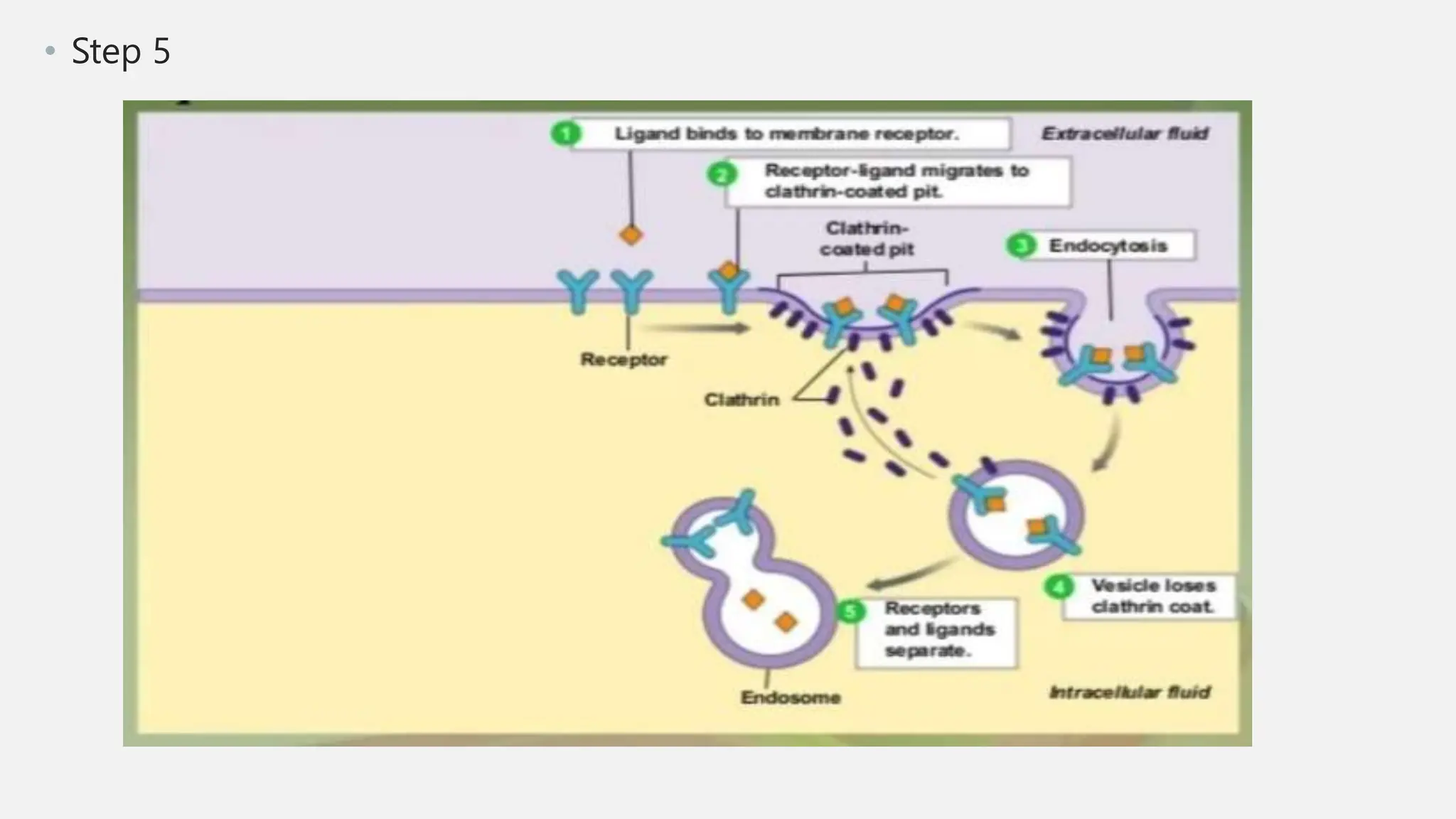 Endocytosis Explained: How Cells Take In and Process External Materials ...