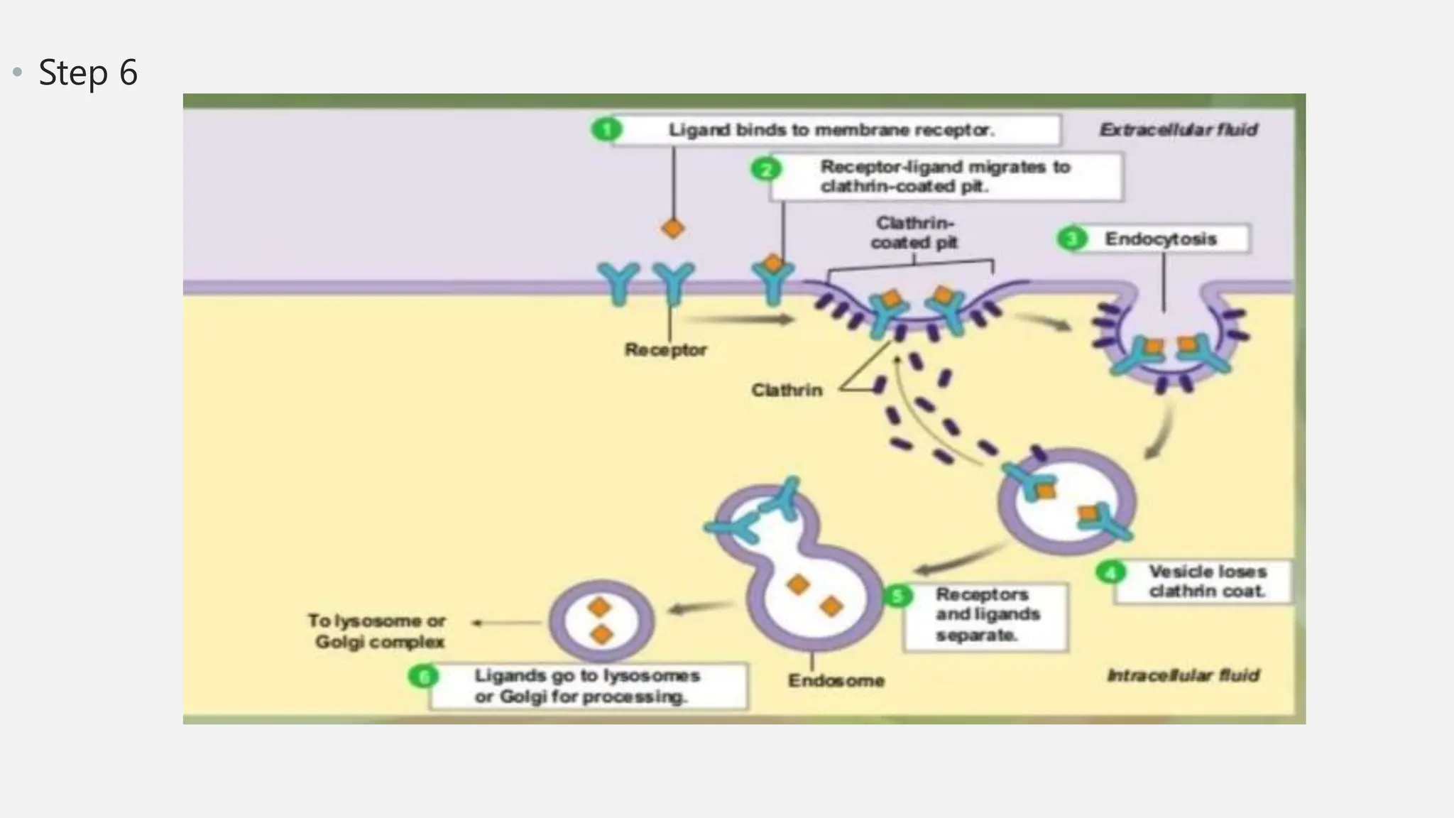 Endocytosis Explained: How Cells Take In and Process External Materials" | PPTX