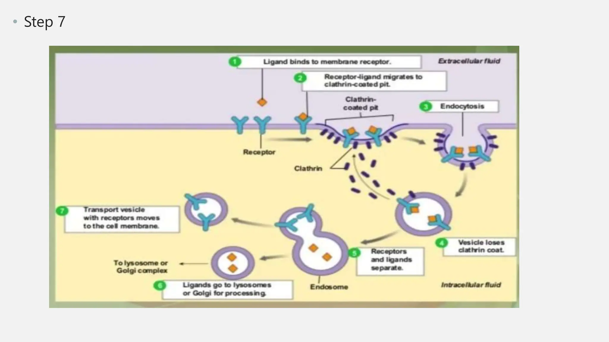 Endocytosis Explained: How Cells Take In and Process External Materials ...