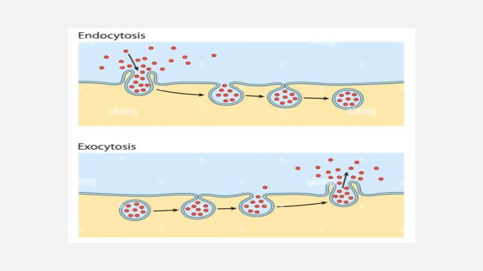 Endocytosis Explained: How Cells Take In and Process External Materials ...