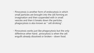 Endocytosis Explained: How Cells Take In and Process External Materials ...