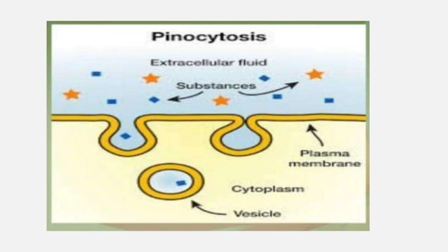 Endocytosis Explained: How Cells Take In and Process External Materials ...
