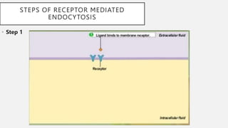 Endocytosis Explained: How Cells Take In and Process External Materials" | PPT
