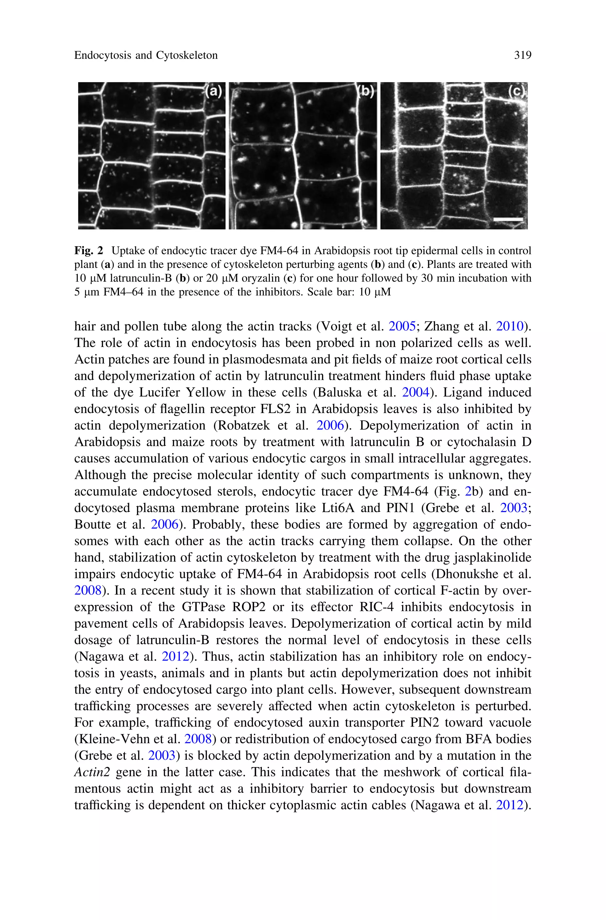 Endocytosis and cytoskeleton dynamic | PDF