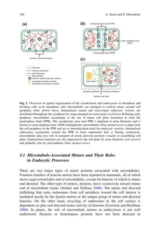 Endocytosis and cytoskeleton dynamic | PDF