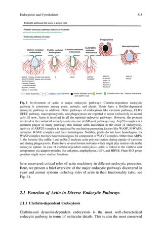 Endocytosis and cytoskeleton dynamic | PDF