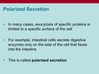 Endocytosis and exocytosis_Membrane transport.ppt