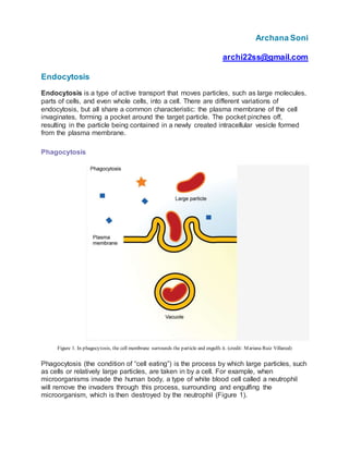 Endocytosis Example In Cells