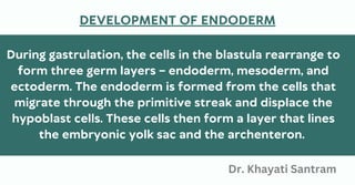 Endoderm Anatomy.pdf