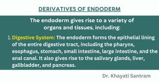 Endoderm Anatomy.pdf