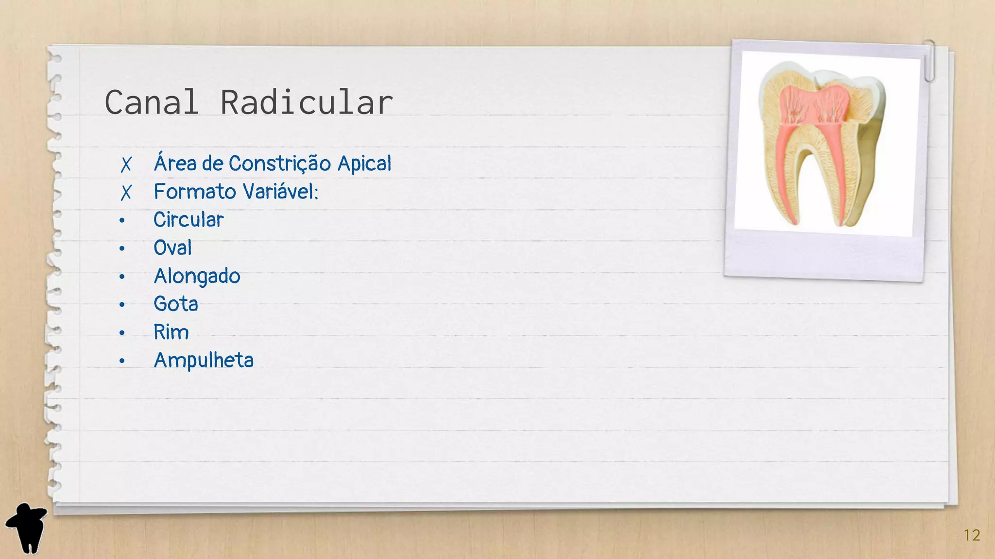 Anatomia Dental Interna - Endodontia - Arriba Dentista | PDF