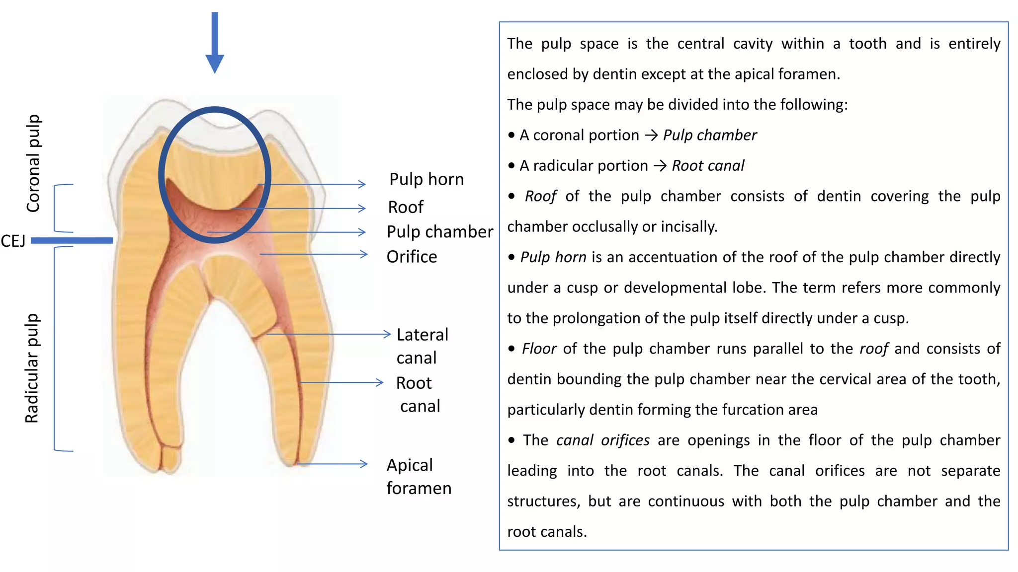 Endodontic Access Cavity.pptx
