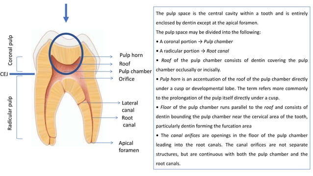 Endodontic Access Cavity.pptx | Dental Health | Diseases and Conditions