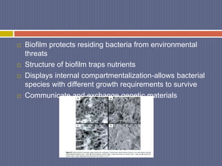 Endodontic biofilm | PPTX