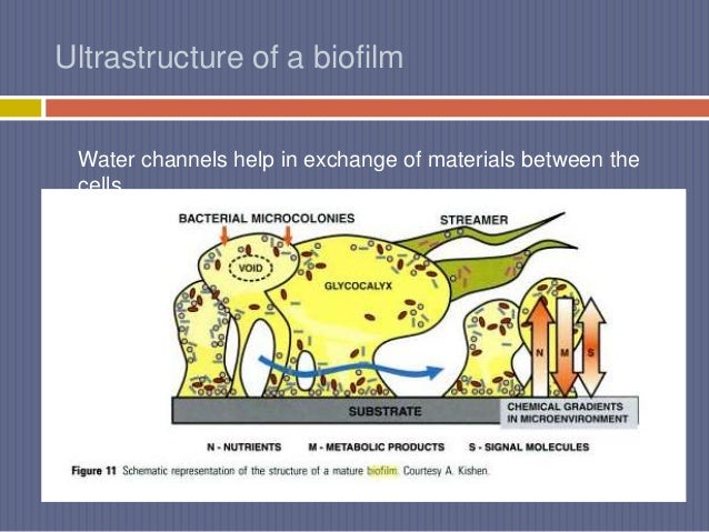 Endodontic biofilm