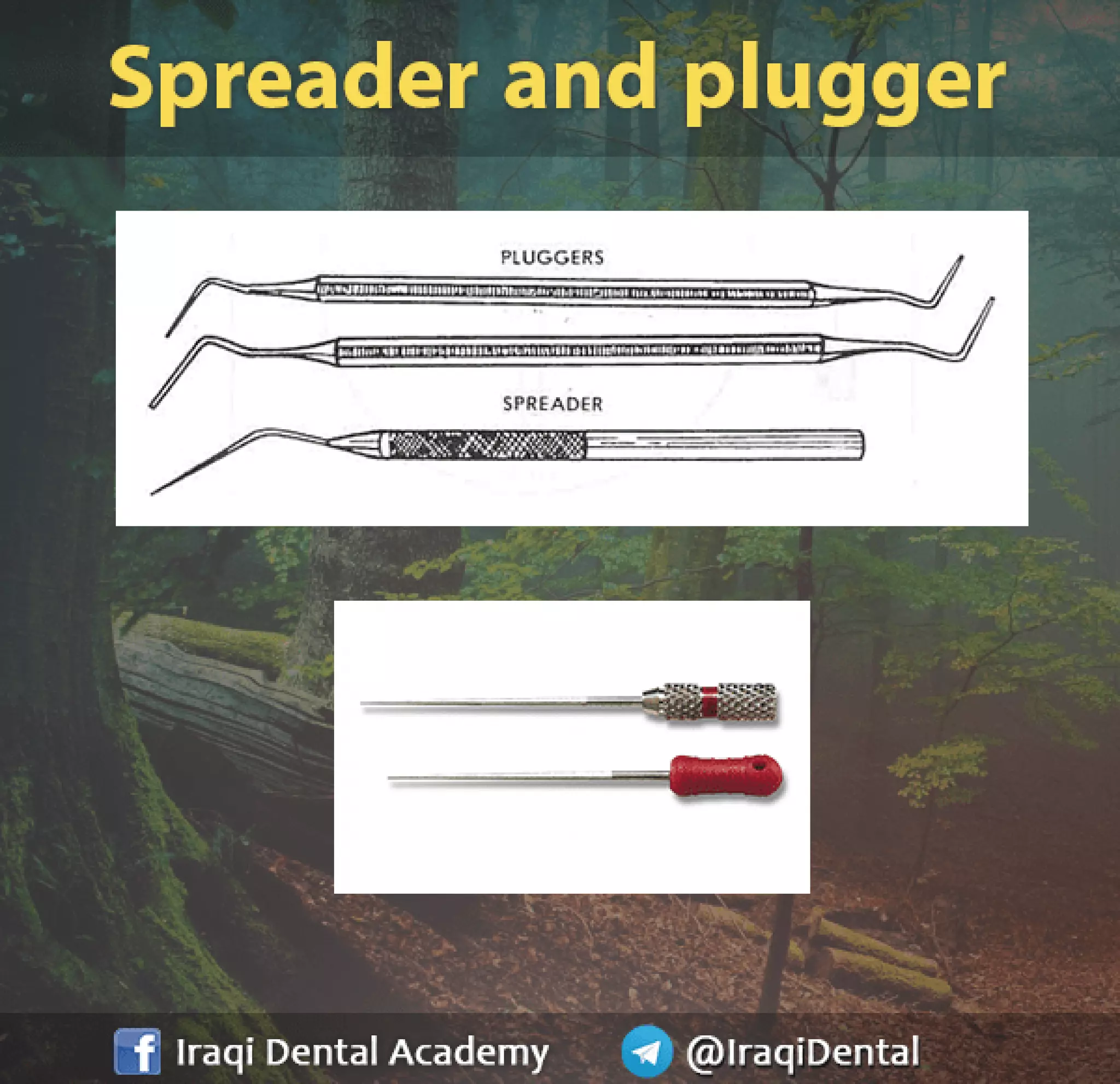 Basic Endodontic Instruments Presentation | PDF