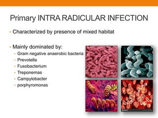 Endodontic microbiology | PPTX