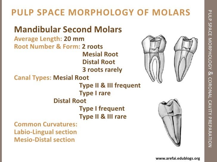 Endodontics