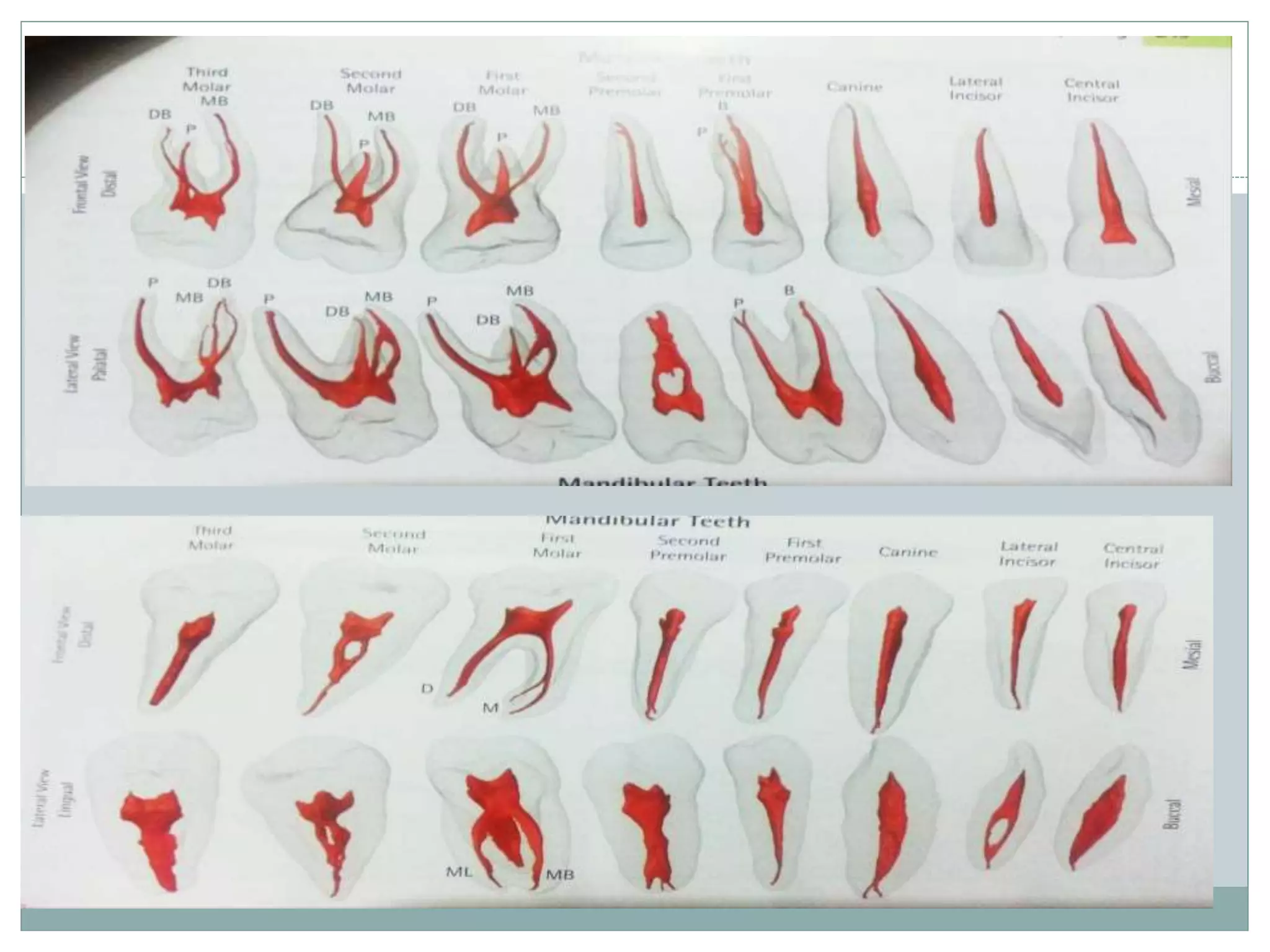 Anatomy of pulp chamber | PPTX