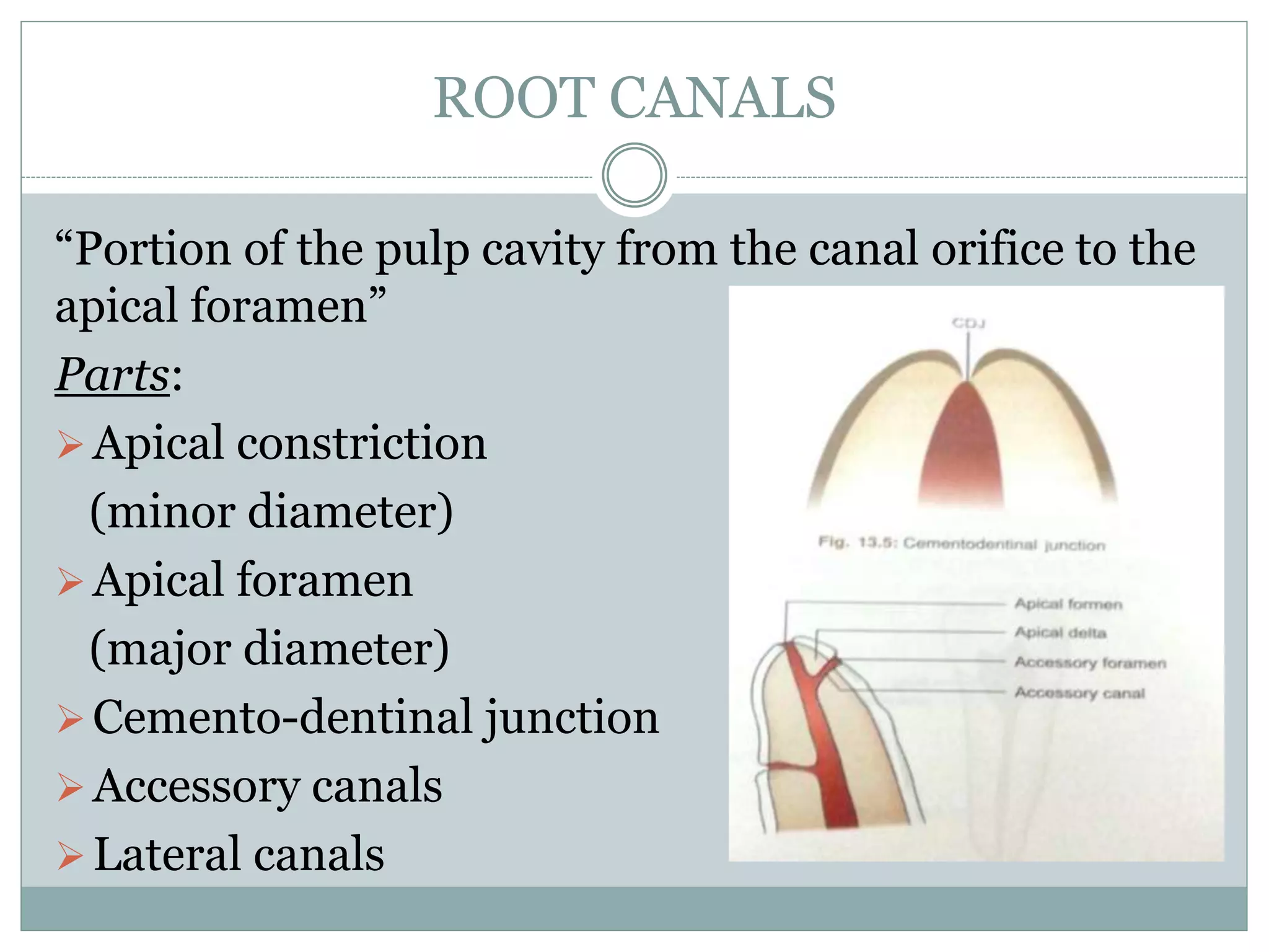 Anatomy of pulp chamber | PPTX