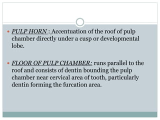 Anatomy of pulp chamber | PPTX