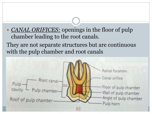 Anatomy of pulp chamber | PPTX | Dental Health | Diseases and Conditions