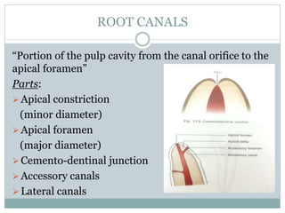 Anatomy of pulp chamber | PPTX
