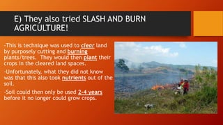 Mayan Farming Slash And Burn Technique
