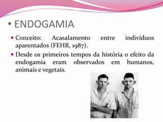 Endogamia Homozigotica