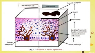 Endogenous orofacial pigmentation | PPTX