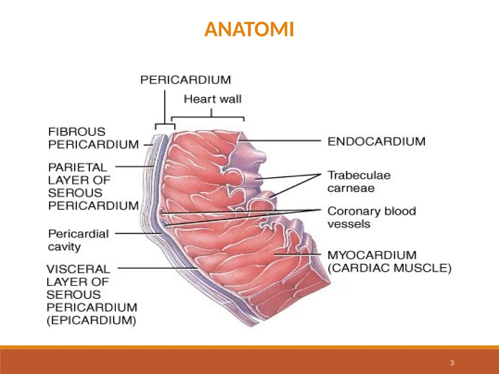 endokarditis, miokarditis, pericarditis anatomi.pptx